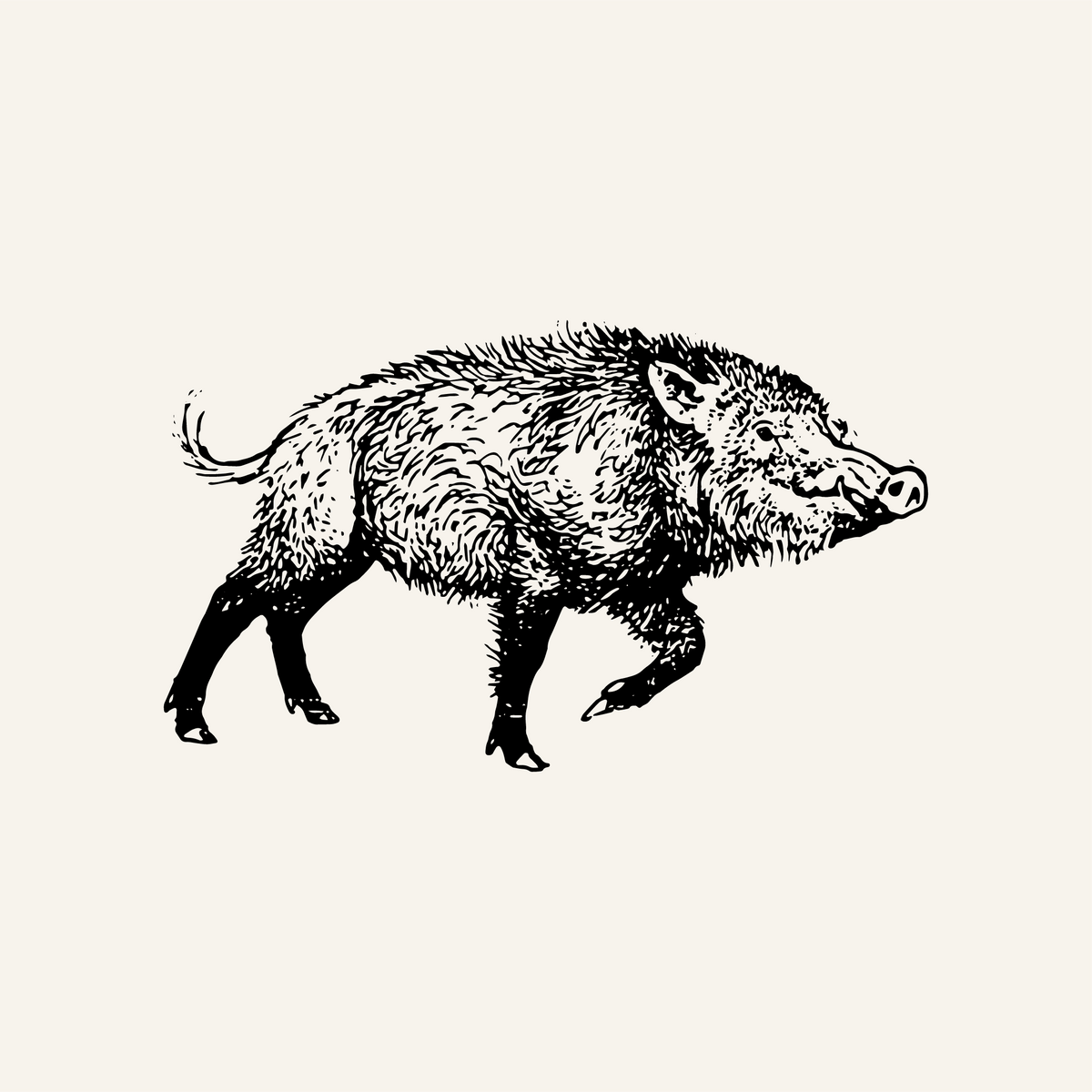 Wild Boar – Chicago Game & Gourmet